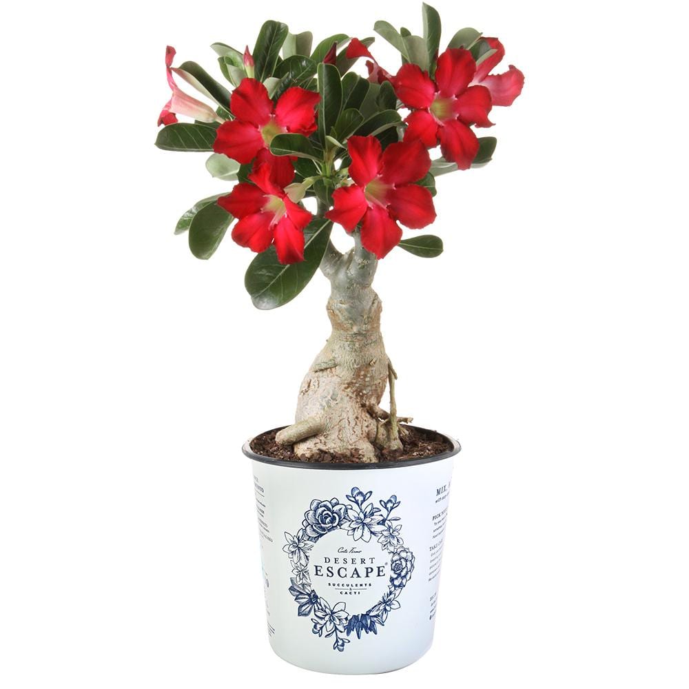 Costa Farms 2.5 Qt. Desert Rose Shrub in Desert Escape Pot DESC2QTROSE ...