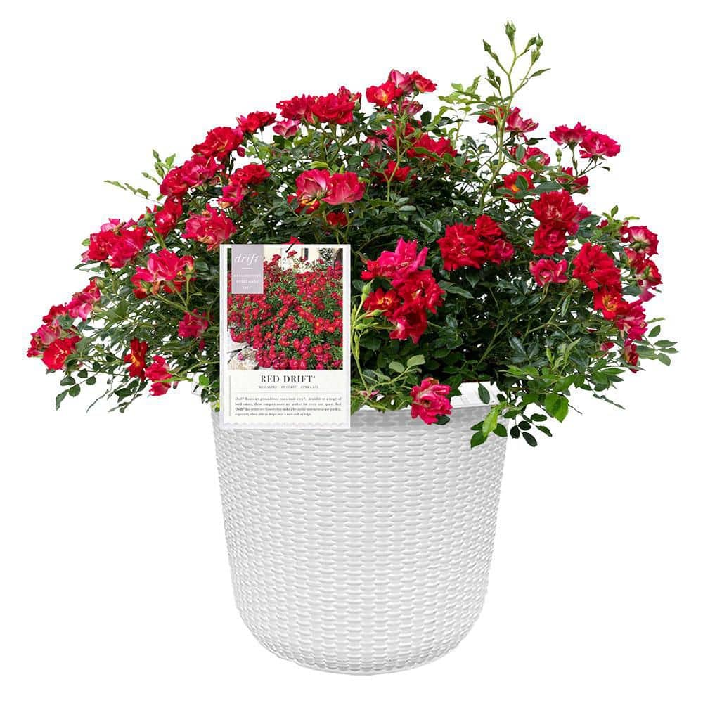 Drift 2 Gal. The Red Rose Bush with Red Flowers in Decorative Container ...