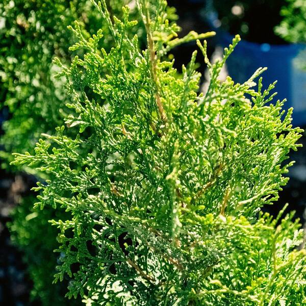 DIRECT GARDENING 2 Gal. Pot, Private Jet Upright Arborvitae Bush Potted ...