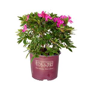 ENCORE AZALEA 3 Gal. Autumn Twist Azalea Bush with Reblooming Purple ...