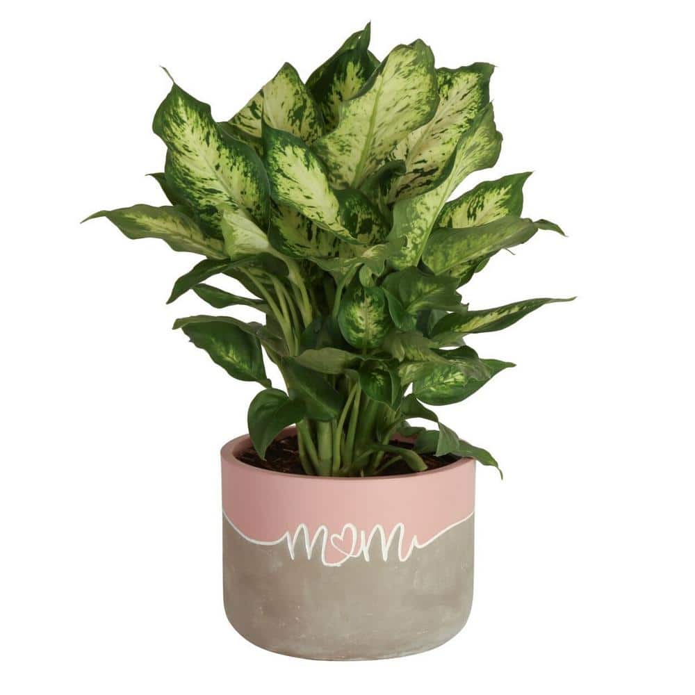 Costa Farms Grower's Choice Dieffenbachia Indoor Plant in 6 in. Decor ...
