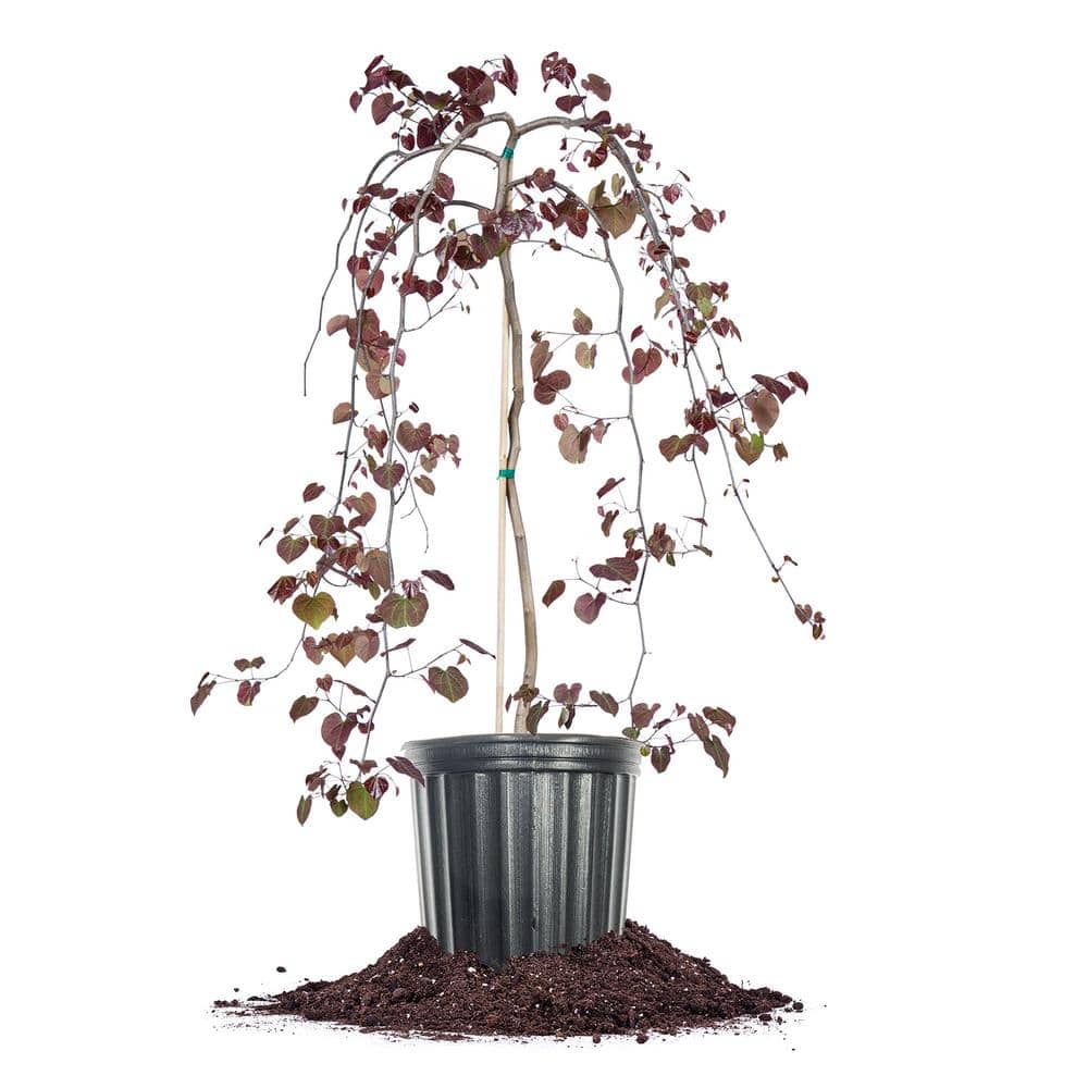 Perfect Plants Ruby Falls Weeping Redbud Tree 3 Gal., Growers Pot ...