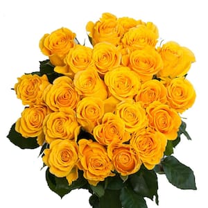 Globalrose 50 Stems of Bright Yellow Roses Fresh Flower Delivery ...