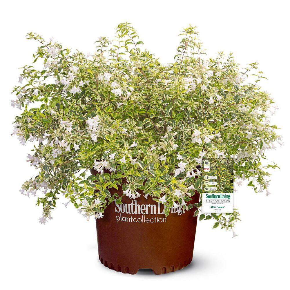 SOUTHERN LIVING 2.5 qt. Miss Lemon Abelia Shrub (Abelia Grandiflora ...