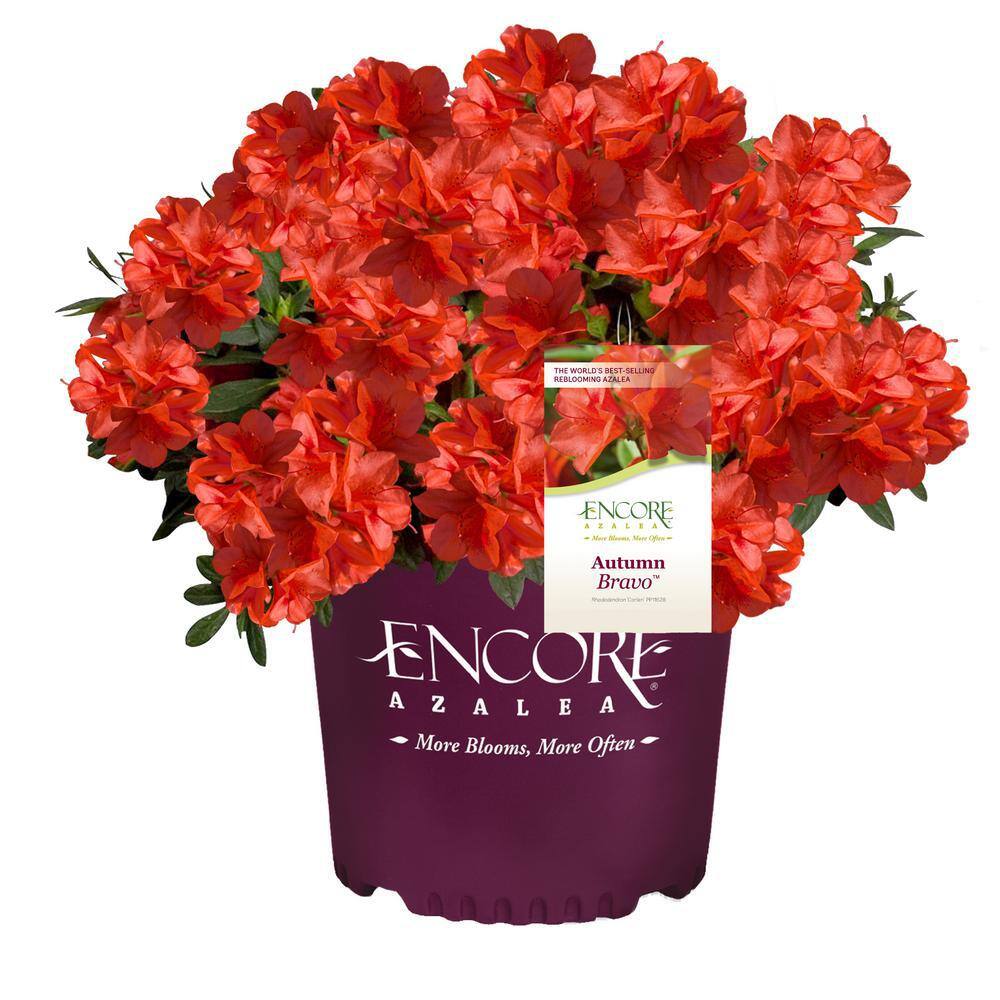 ENCORE AZALEA 2 Gal. Autumn Bravo Shrub with Red Flowers 14801 - The ...
