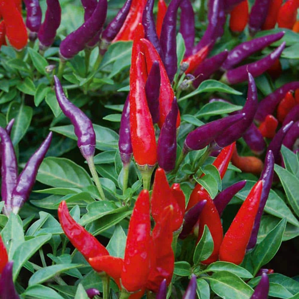 Bonnie Plants 19 oz. Sangria Ornamental Pepper Plant 3302 - The Home Depot