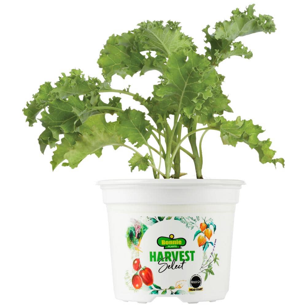 Reviews for Bonnie Plants 25 oz. Prizm Kale Plant | Pg 3 - The Home Depot