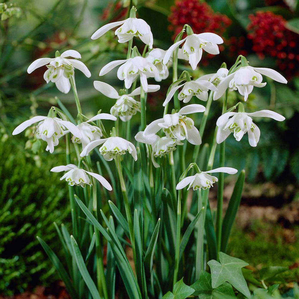 VAN ZYVERDEN Galanthus Snowdrops Set of 12 Bulbs 87116 - The Home Depot