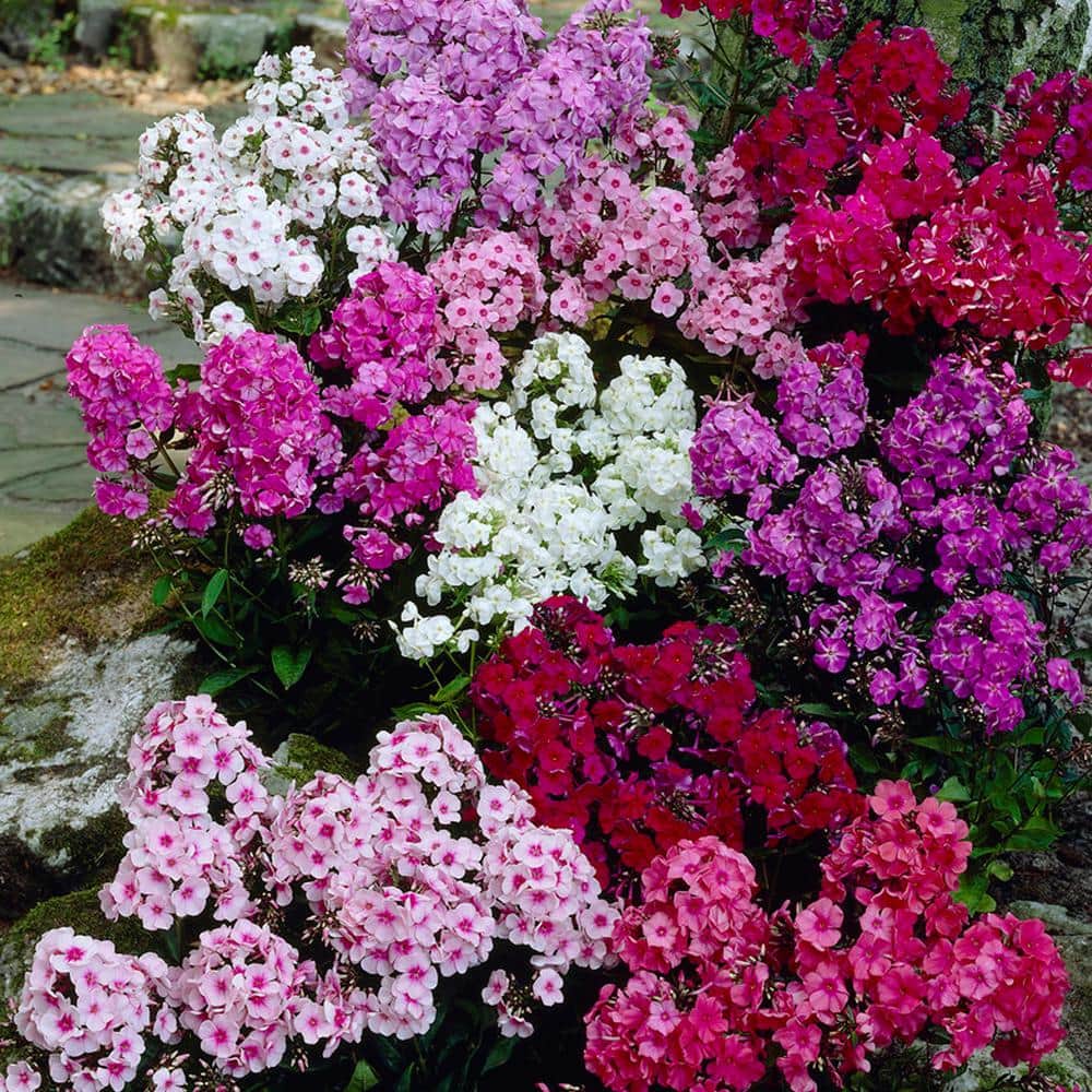 VAN ZYVERDEN Tall Phlox Mixed Roots (Set of 12) 83853 - The Home Depot