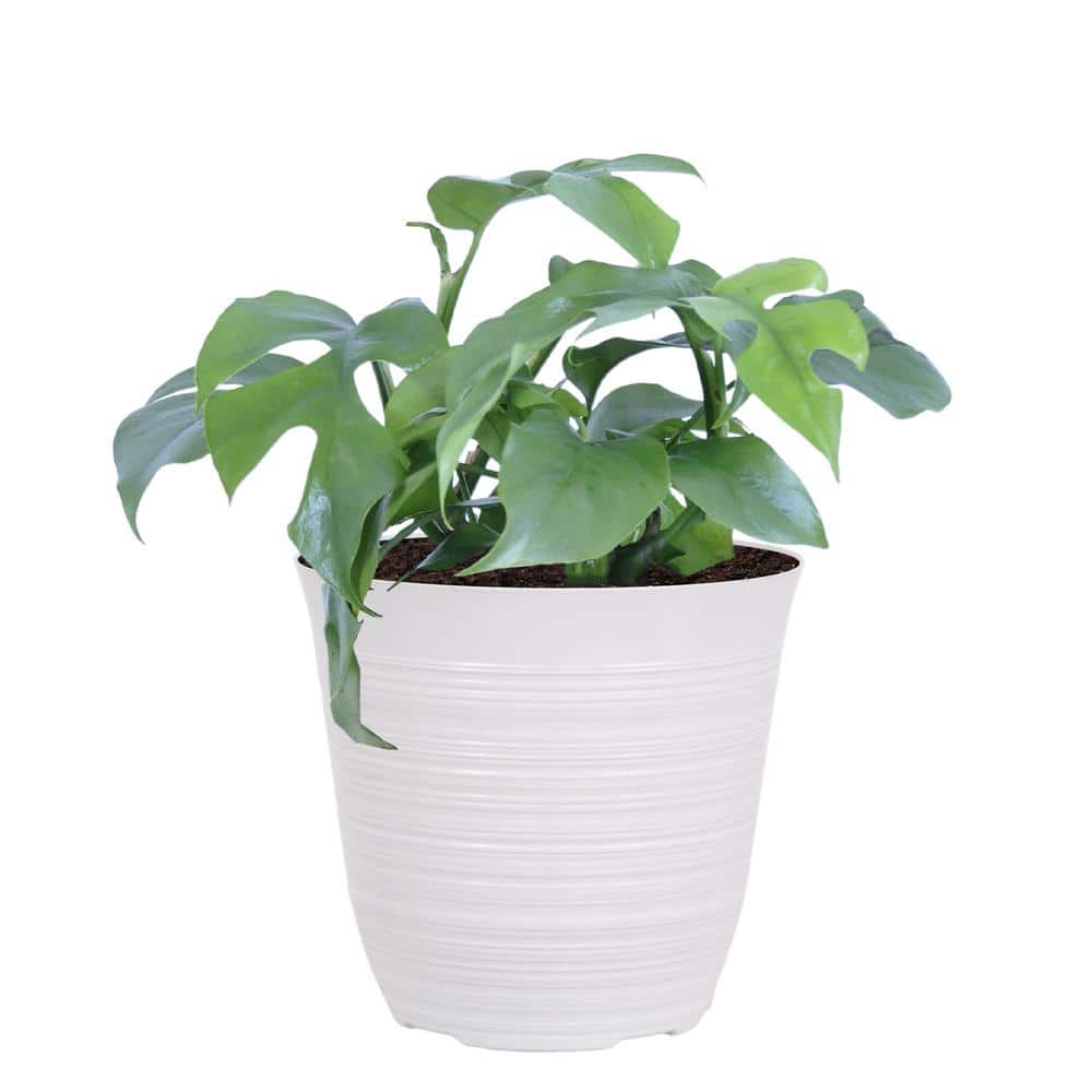United Nursery Philodendron Ginny Plant Live Mini Monstera in 6 inch ...