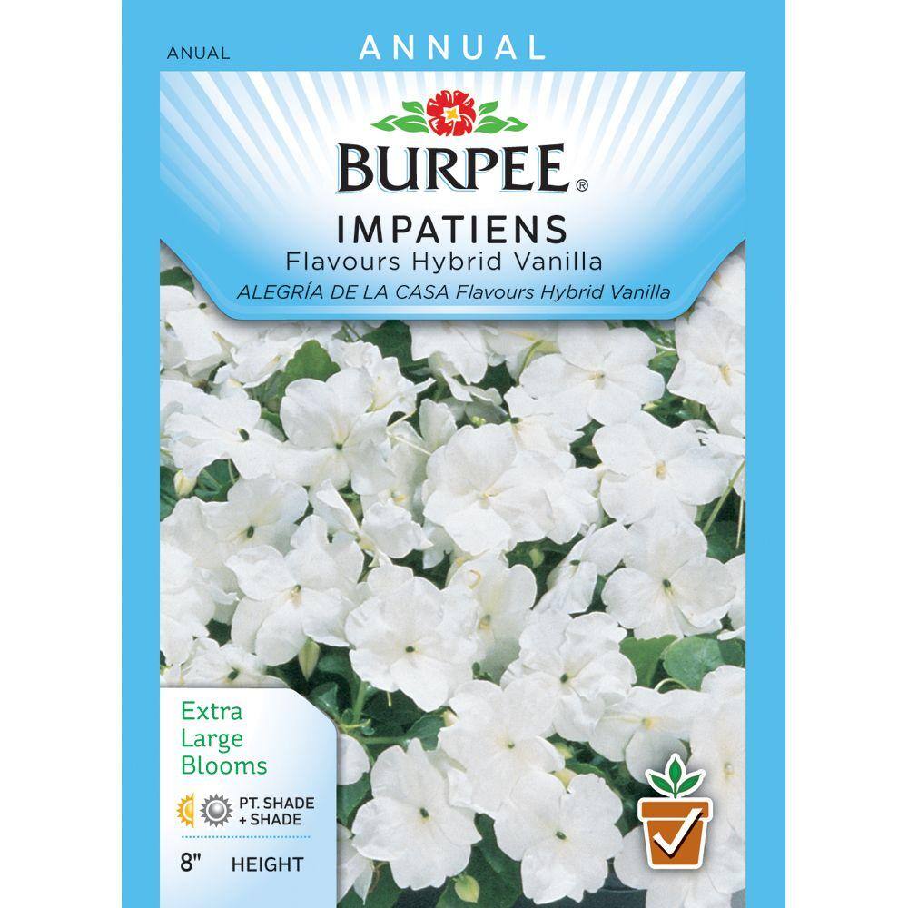 Burpee Impatiens Flavours Hybrid Vanilla 43885 - The Home Depot