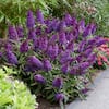 BUTTERFLY CANDY 1.5 Gal. Lil' Grape Butterfly Bush (Buddleia) Live ...