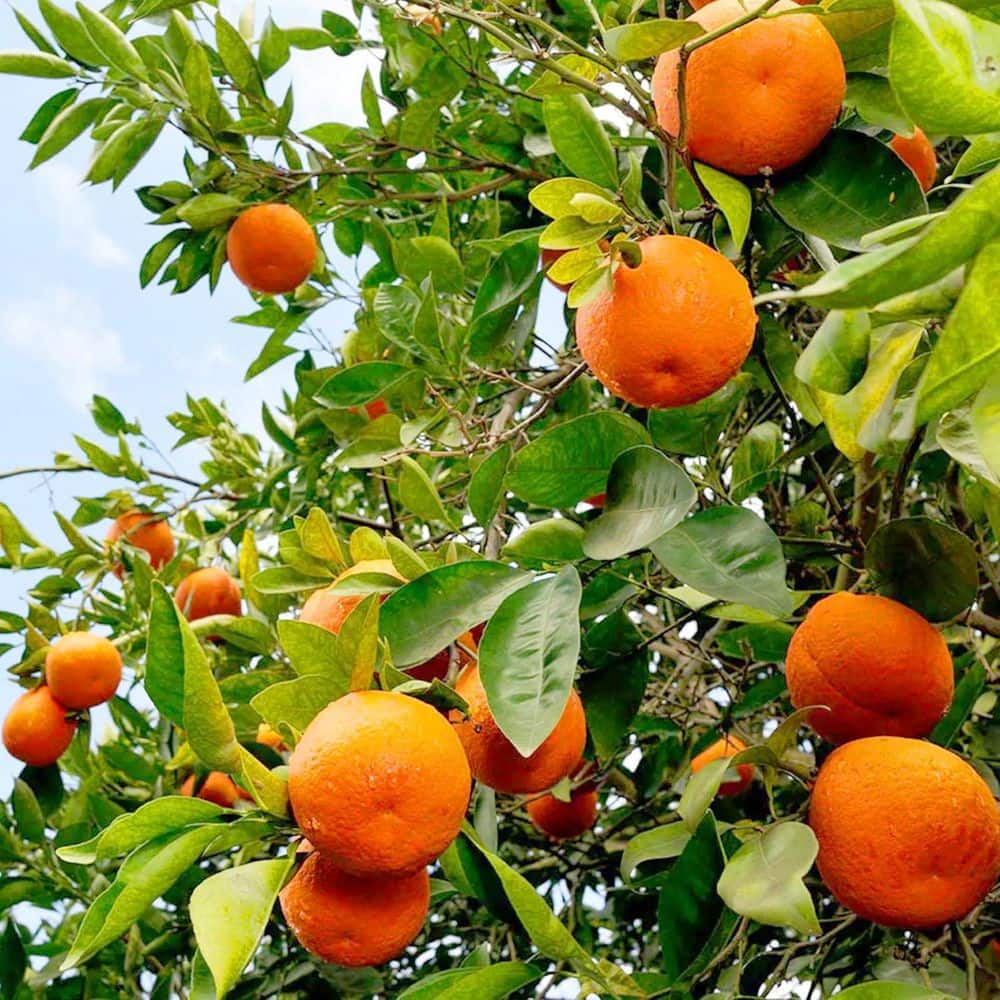 Wekiva Foliage Minneola Tangelo Tree-Live Plants in 1 Gal. Pots-Florida Only-Edible Fruit ...