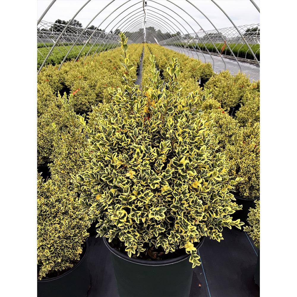 Online Orchards 1 Gal. Variegated Boxwood Shrub with Vivid Green and ...