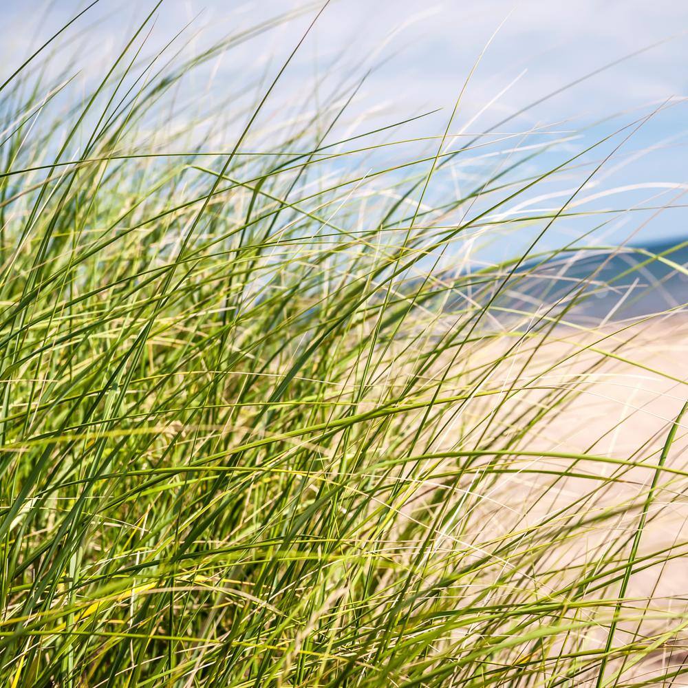 Alder & Oak #1 Container California Deer Grass (4-Pack) MURI01 - The ...