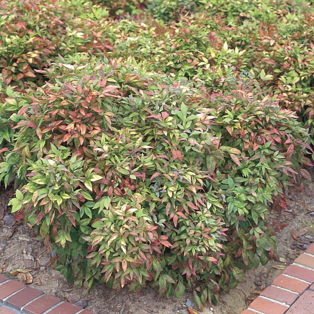 ALTMAN PLANTS 1 Gal. Heavenly Bamboo Shrub 670339 - The Home Depot