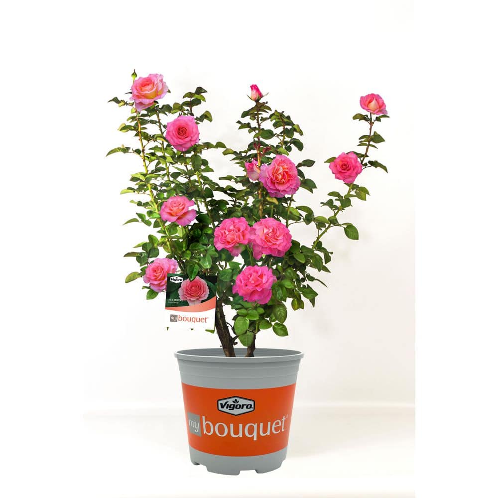 Vigoro 2 Gal. Julie Andrews Rose with Pink Flowers 17430 - The Home Depot