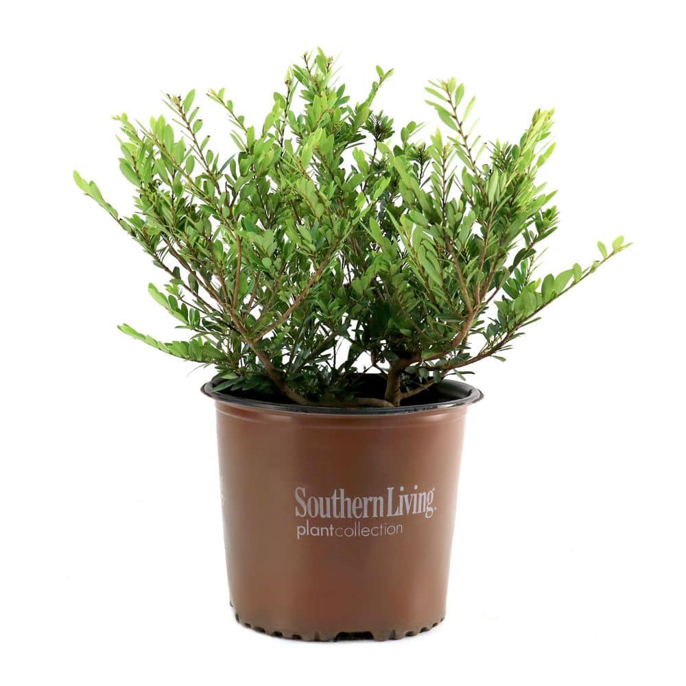 national PLANT NETWORK 3 gal. Dystillium Bayou Bliss Live Shrub HD2658 ...