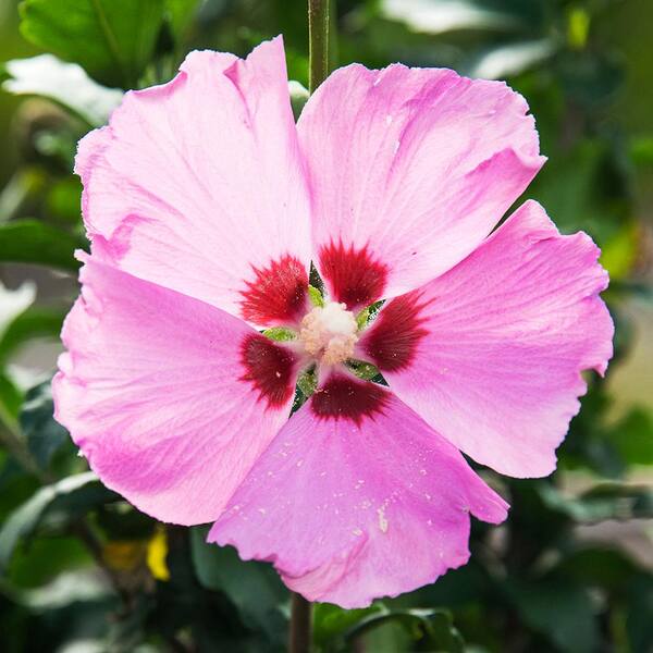 DIRECT GARDENING 3 Gal. Pot, Aphrodite Tree Form Rose of Sharon Althea ...