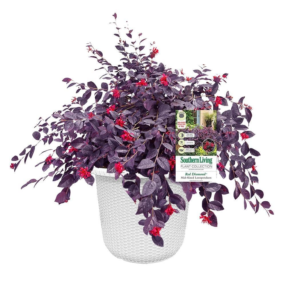 Reviews for SOUTHERN LIVING 2 Gal. Red Diamond Loropetalum Shrub with ...