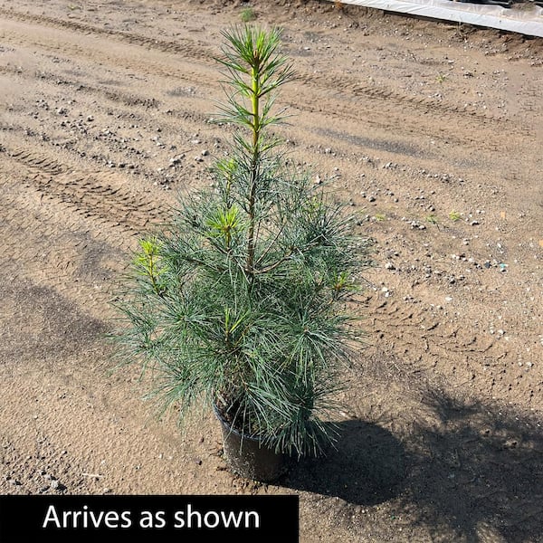 Eastern White Pine Seedlings