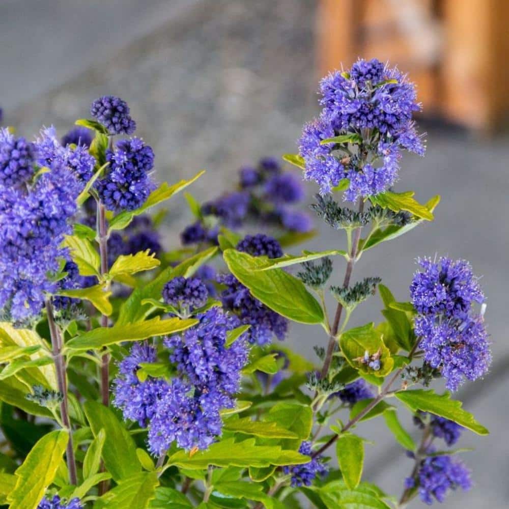 BLOOMIN' EASY Jumbo Pint Beekeeper Bluebeard (Caryopteris) Live Shrub ...