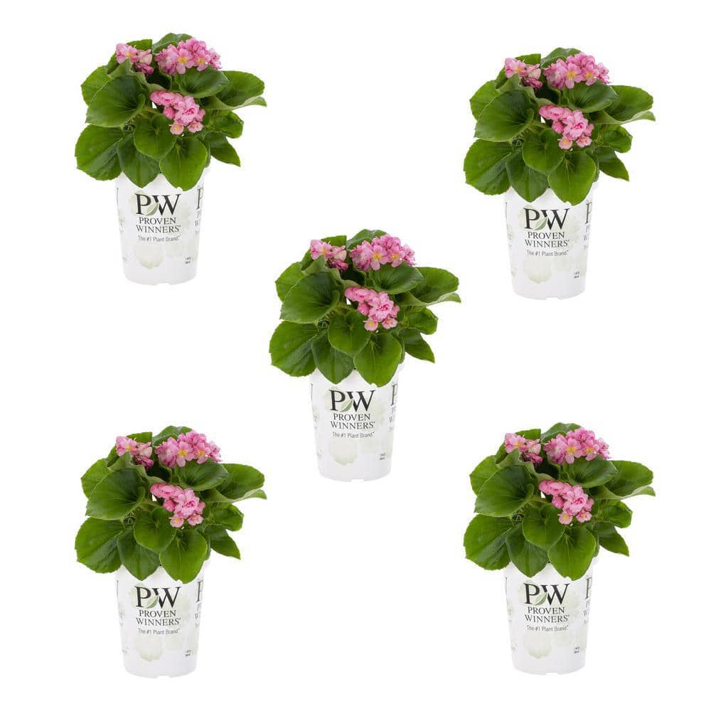 METROLINA GREENHOUSES 1.5 Pt. Proven Winners Double Up Pink Begonia ...