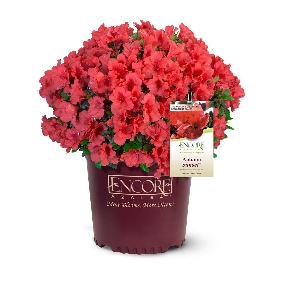 ENCORE AZALEA 2 Gal. Autumn Sunset Shrub with Bright Red Flowers 14803 ...