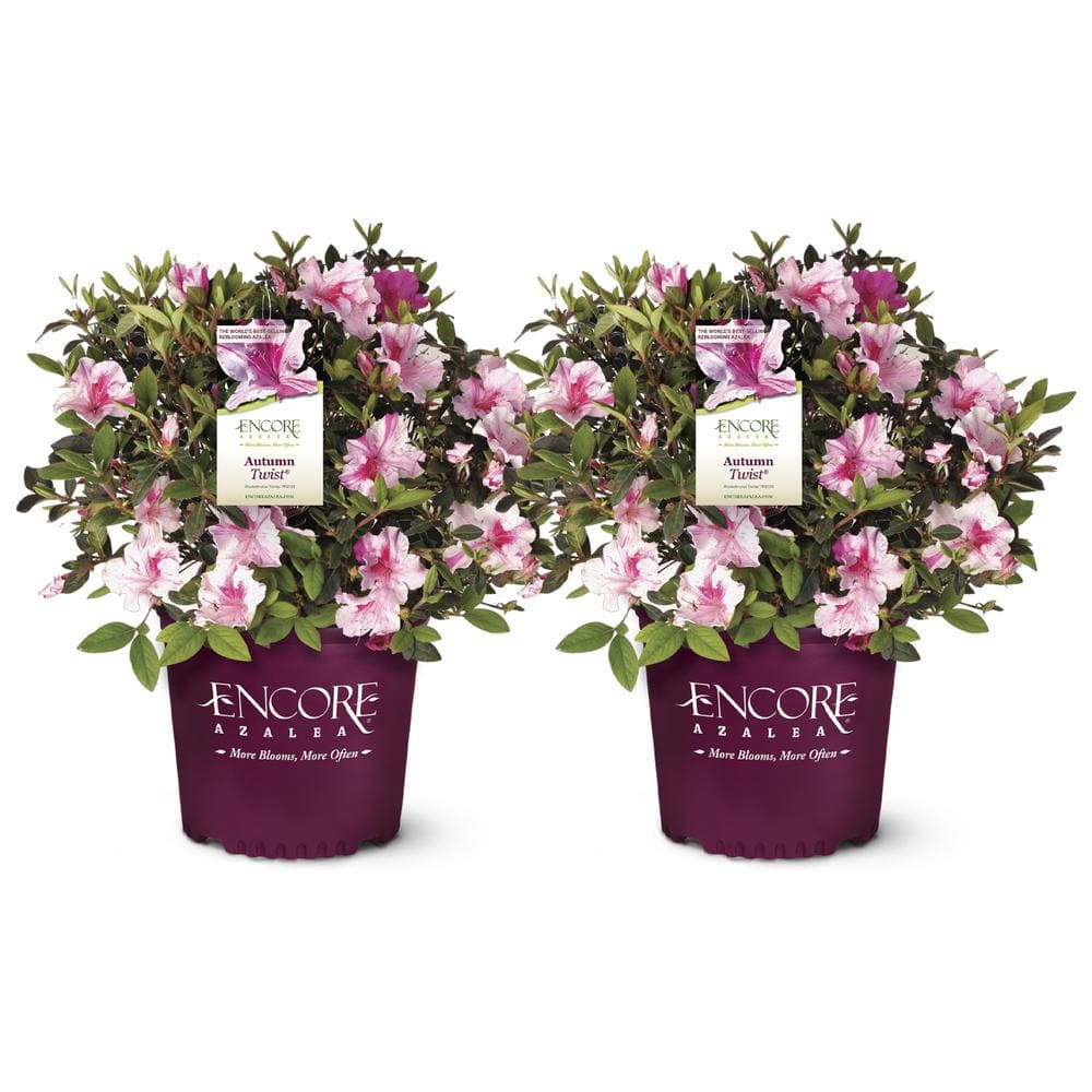 ENCORE AZALEA 1 Gal. Autumn Twist Shrub with Bi-Color Purple Flowers (2 ...