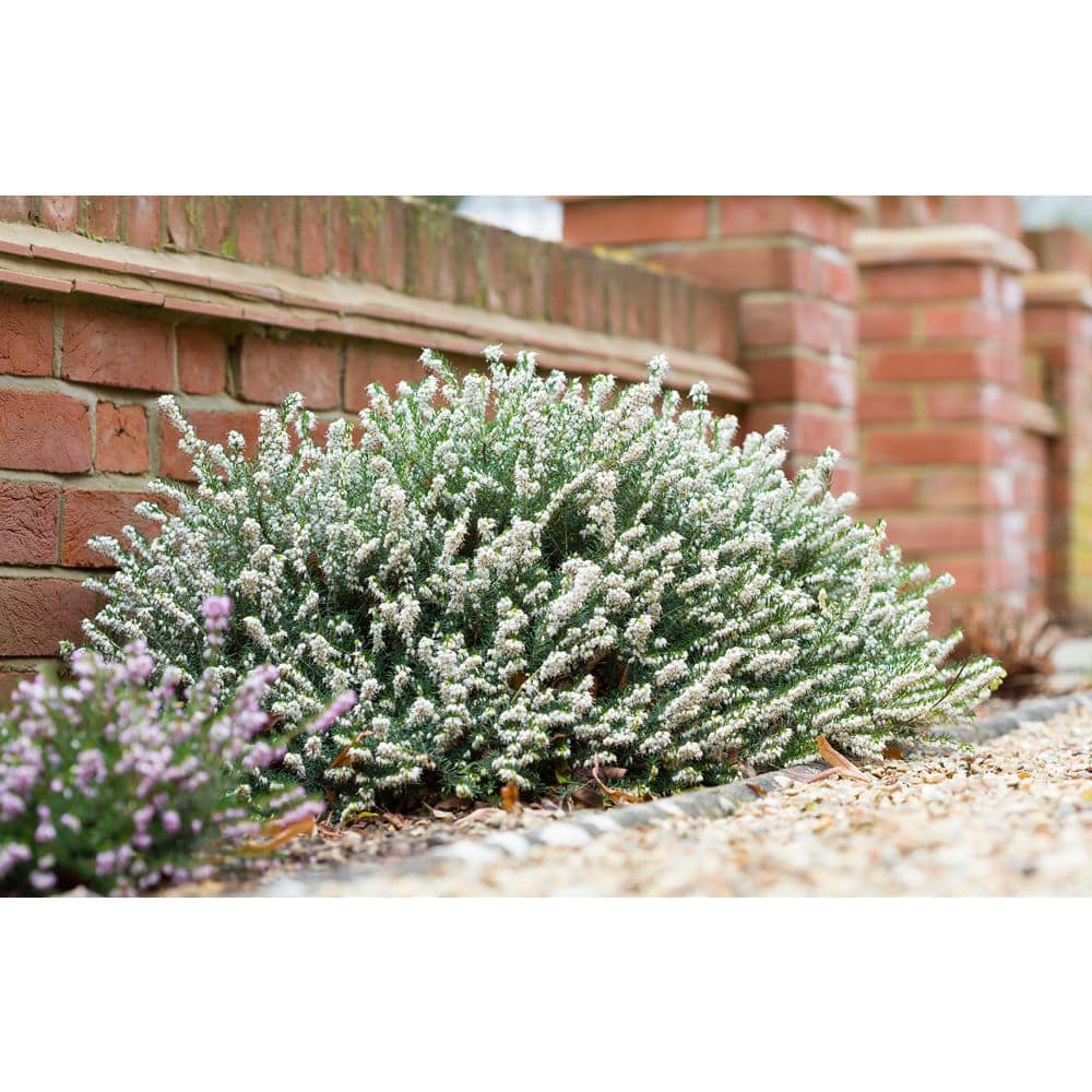 Online Orchards 1 Gal. Mediterranean White Heather (2-Pack) Flowering ...
