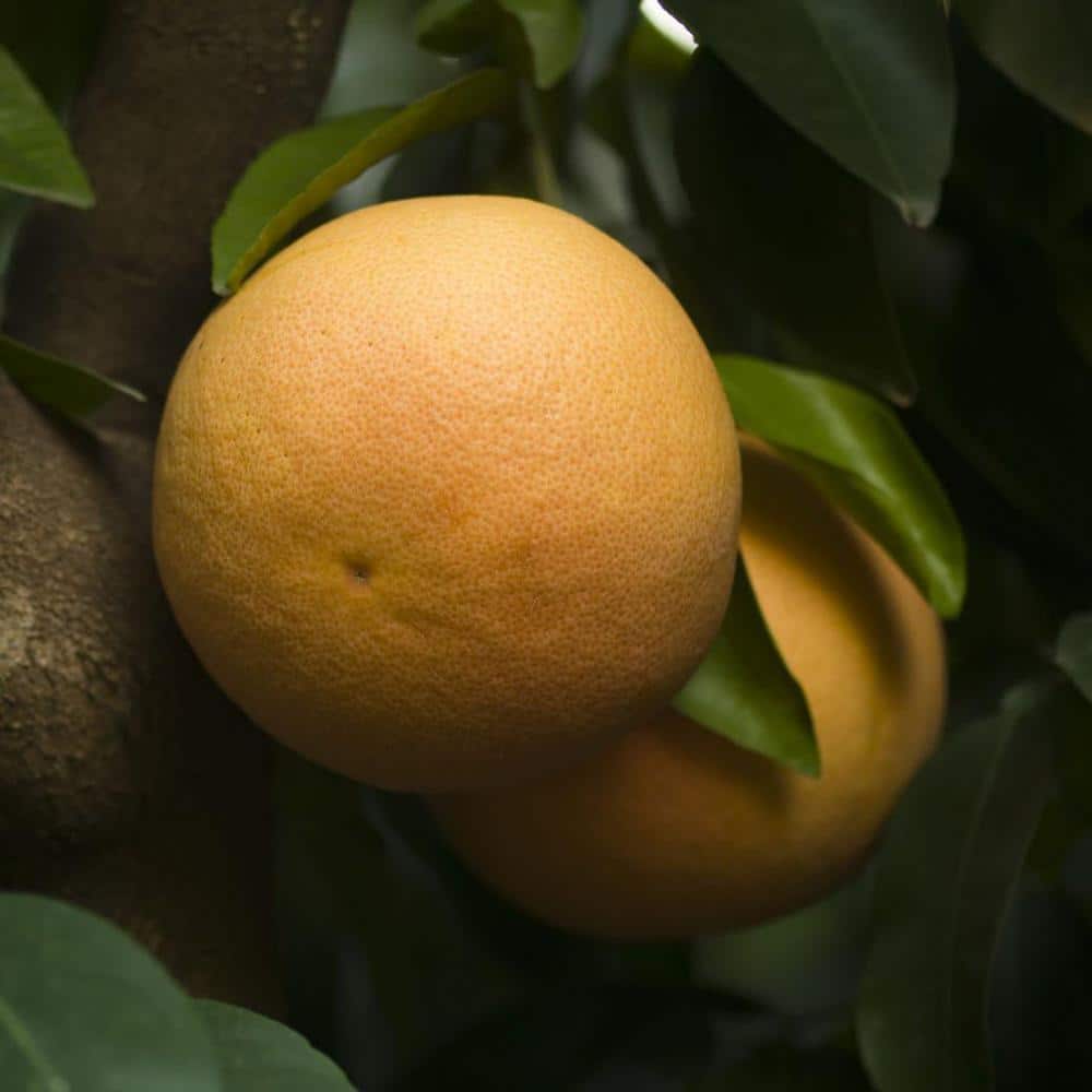 Wekiva Foliage Rio Red Grapefruit Tree-Live Plant in a 5 Gallon Pot ...