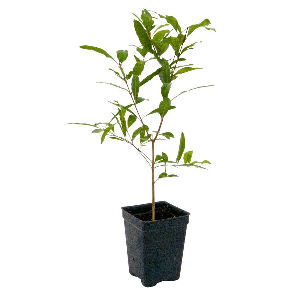 Gurney's 4 In. Pot, Dwarf Pomegranate Tree, Potted Fruit Bearing ...