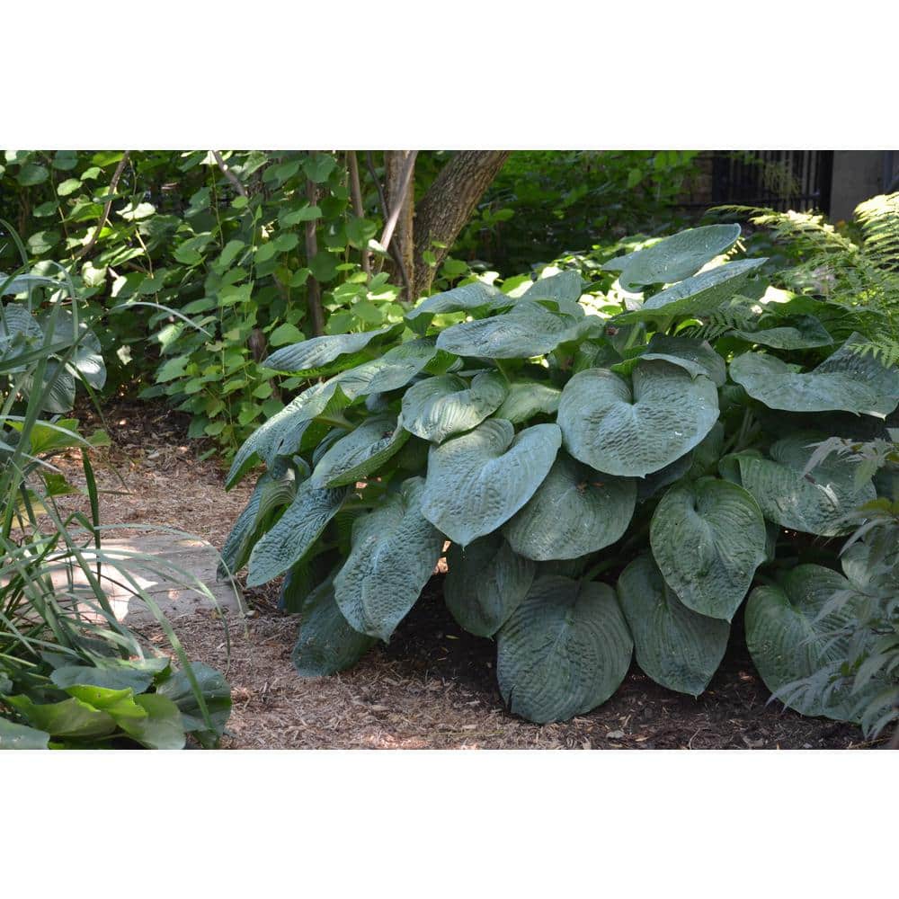 BELL NURSERY 1 Gal Elegans Hosta Live Flowering Shade Perennial Plant ...