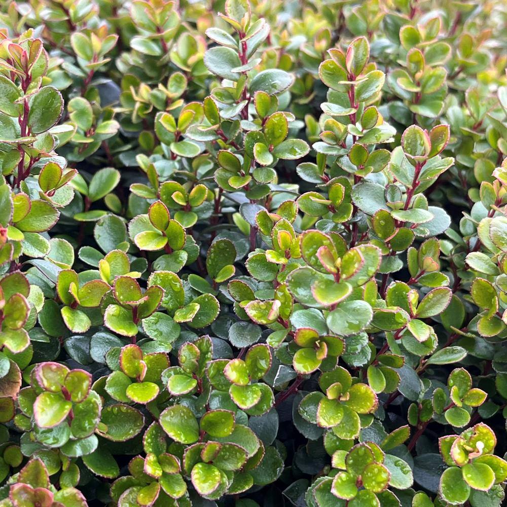 Alder & Oak #5 Container African Boxwood Shrub MYAF05 - The Home Depot