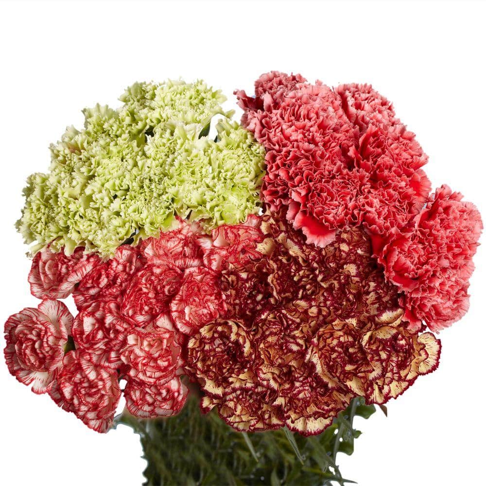 Globalrose Fresh Novelty Assorted Carnations (200 Stems) novelty ... Globalrose Fresh Novelty Assorted Carnations (200 Stems) novelty ...