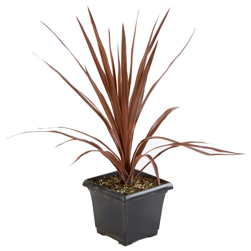 SEASON TO SEASON 1 Gal. Red Sensation Cordyline Shrub 2560 - The Home Depot