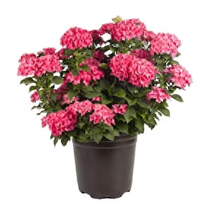 BELL NURSERY 3 Gal. Mathilda Gutges Bigleaf Hydrangea (Hydrangea ...