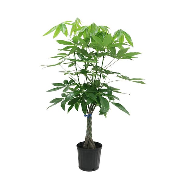14 in. Money Tree (Pachira Aquatica) Indoor Plant 1006300063 - The Home ...