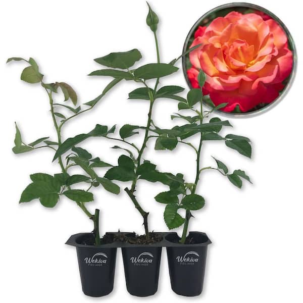 Wekiva Foliage Tuscan Sun Rose Bush-3 Live Starter Plants in 2 Inch ...