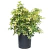 Costa Farms 10 in. Schefflera Arboricola Trinette Bush Plant ABTO - The ...