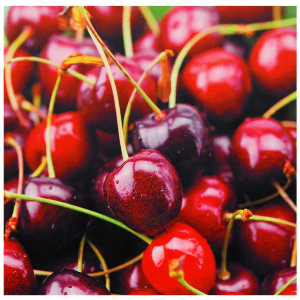 Oriental Furniture 20 in. x 20 in. "Cherries" Canvas Wall Art CAN-ART ...
