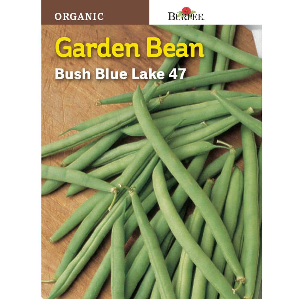 Burpee Bean Bush Blue Lake 47 Organic Seed 67801 - The Home Depot