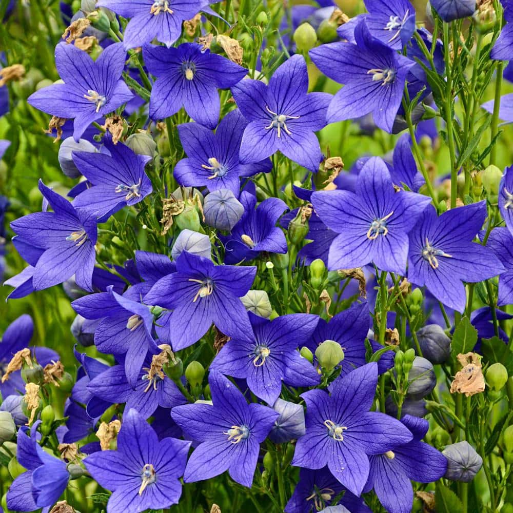 Spring Hill Nurseries 4 In. Pot Pop Star Blue Balloon Flower Platycodon ...