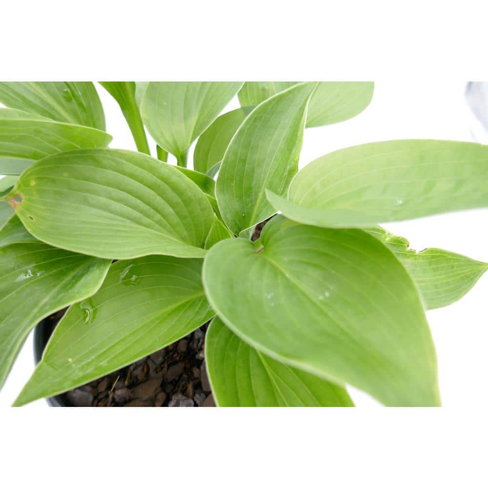 BELL NURSERY 2.5 Qt. Green Hosta Live Flowering Shade Perennial Plant ...