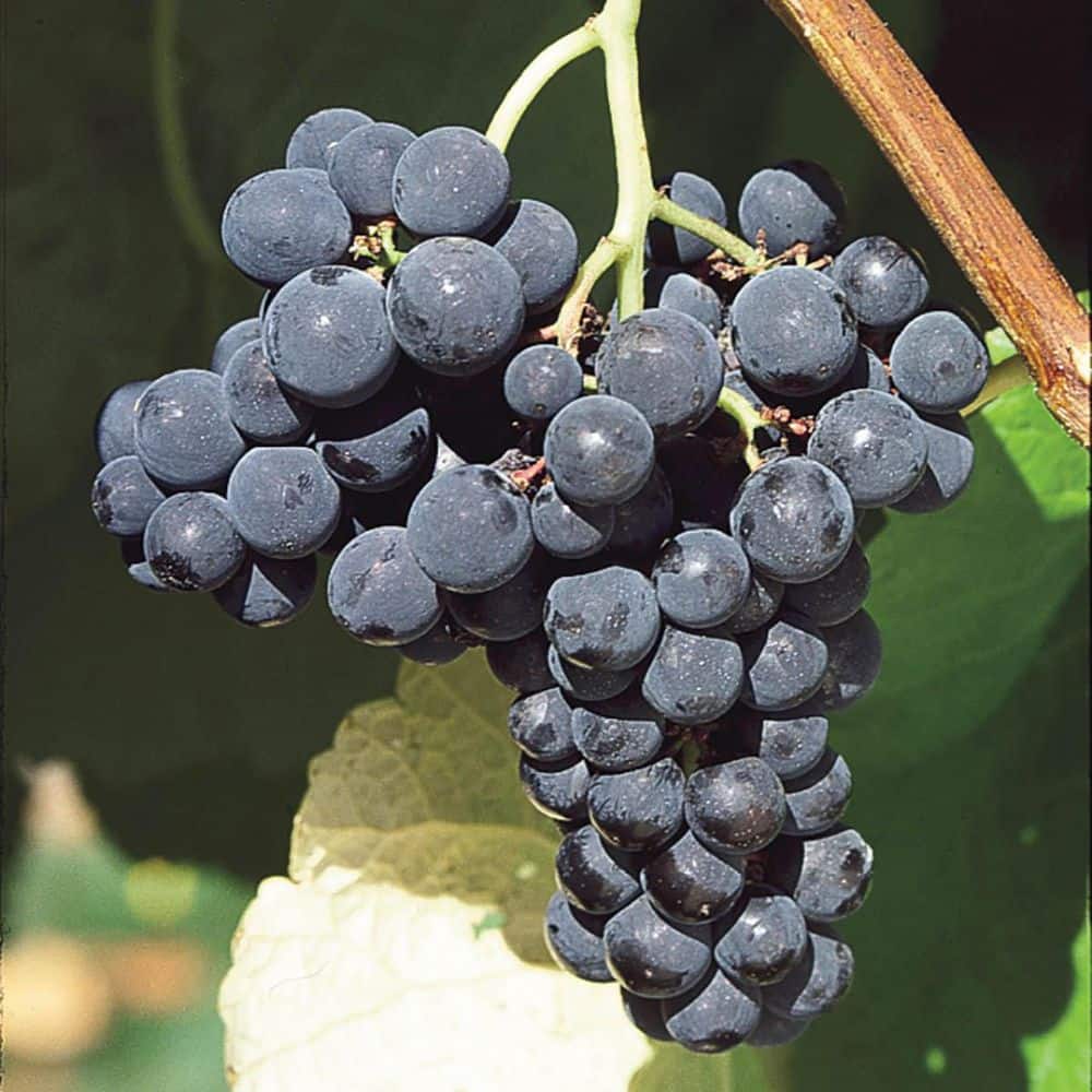 Gurney's 1.50 Gal. Pot, King of The North Grape (Vitis) Live Deciduous ...