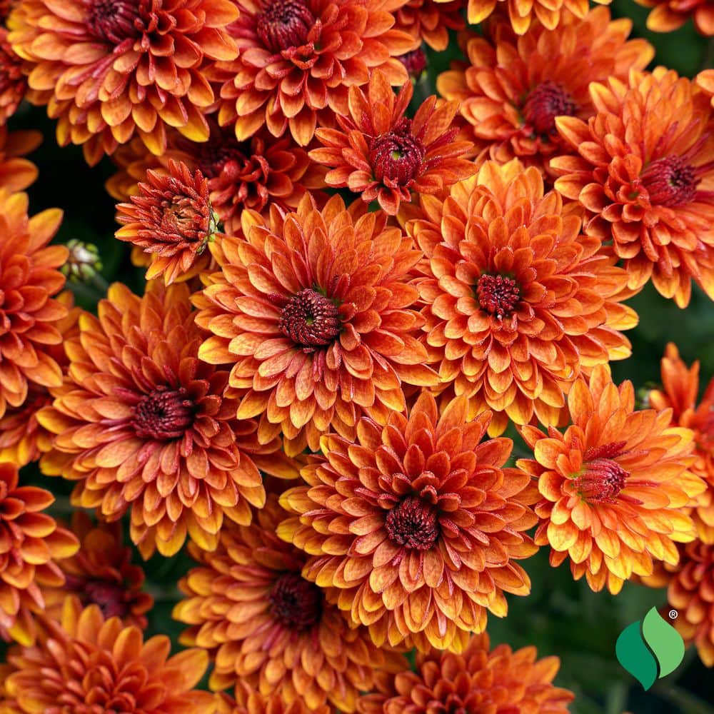 8 in. Mum Bronze (Chrysanthemum), Live Annual Plant, Bronze Flowers DGES4703 - The Home Depot