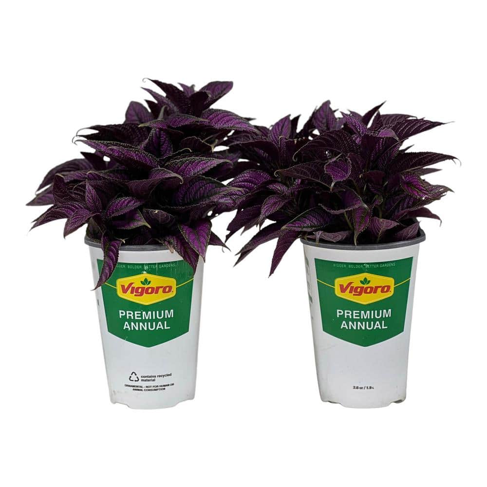 Vigoro 2.5 Qt. Strobilanthus Persian Shield in 6.33 in. Grower's Pot (2 ...
