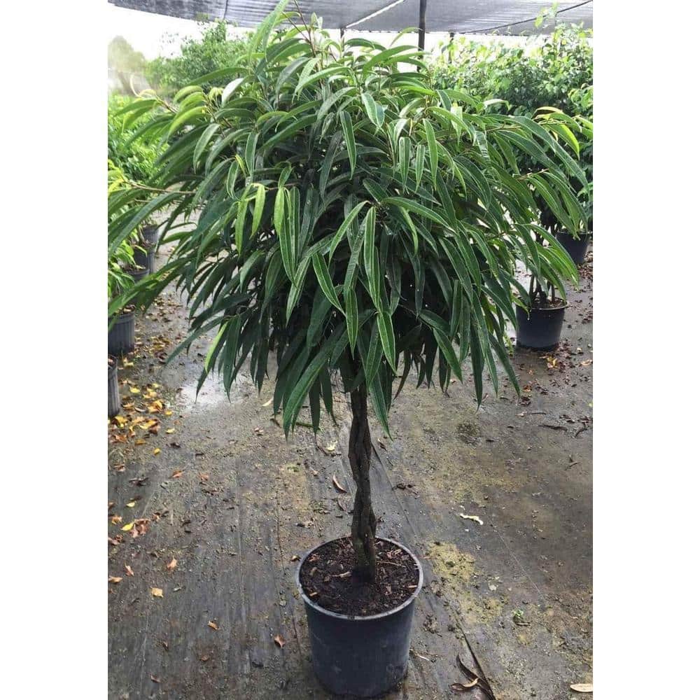 Wekiva Foliage Ficus Alii Braid Tree-Live Plant in a 10 Inch Pot-Ficus ...