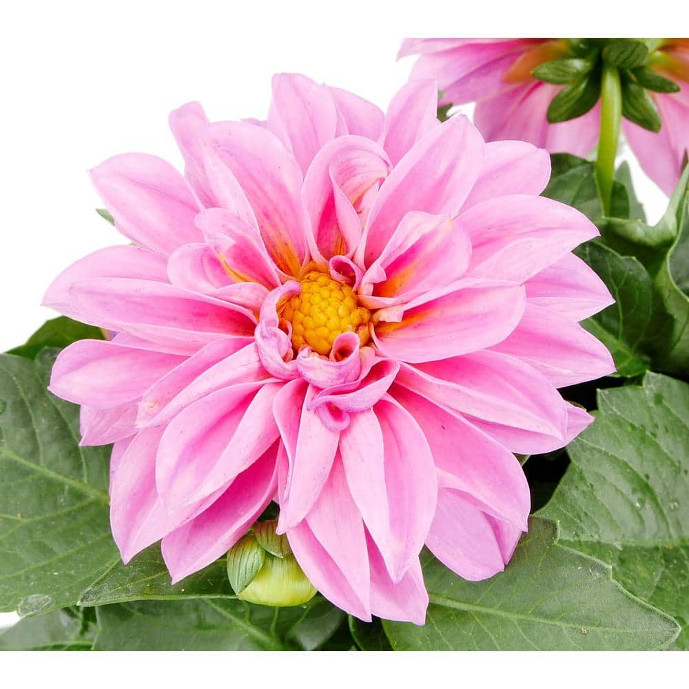 Vigoro 1.5 GL Dahlia Annual Plant with Pink Flowers-(1-Pack) 1523 - The ...