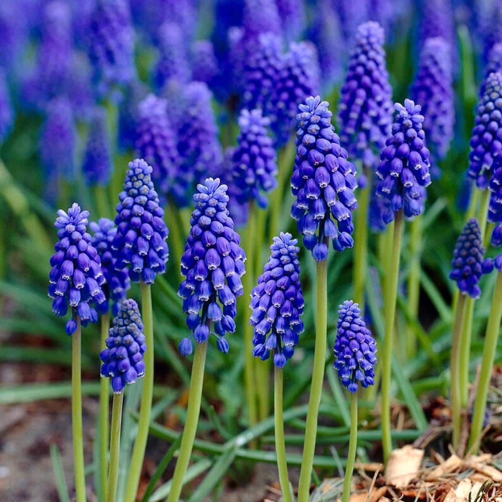 Garden State Bulb 8/9 cm, Muscari Grape Hyacinth Flower Bulbs (Bag of ...